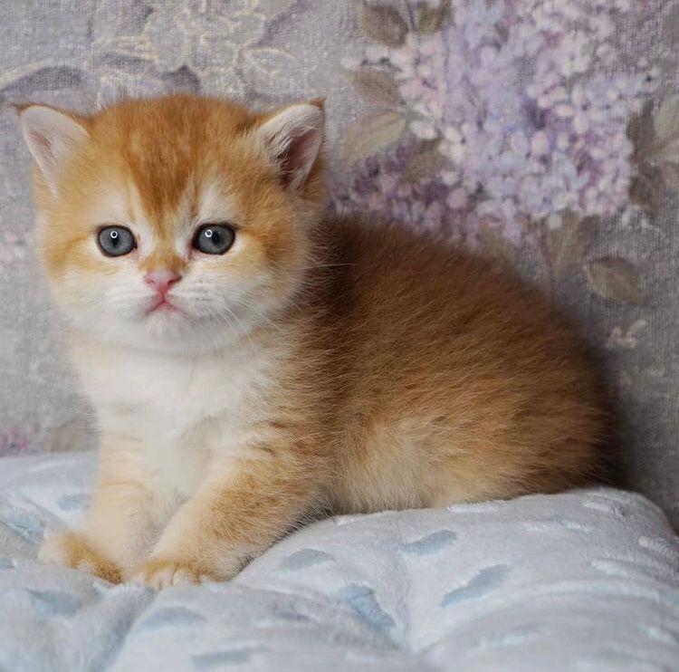 British Shorthair Golden Ny11-Ny12 (Ucuz Değildir | Petcim.com - 1050123