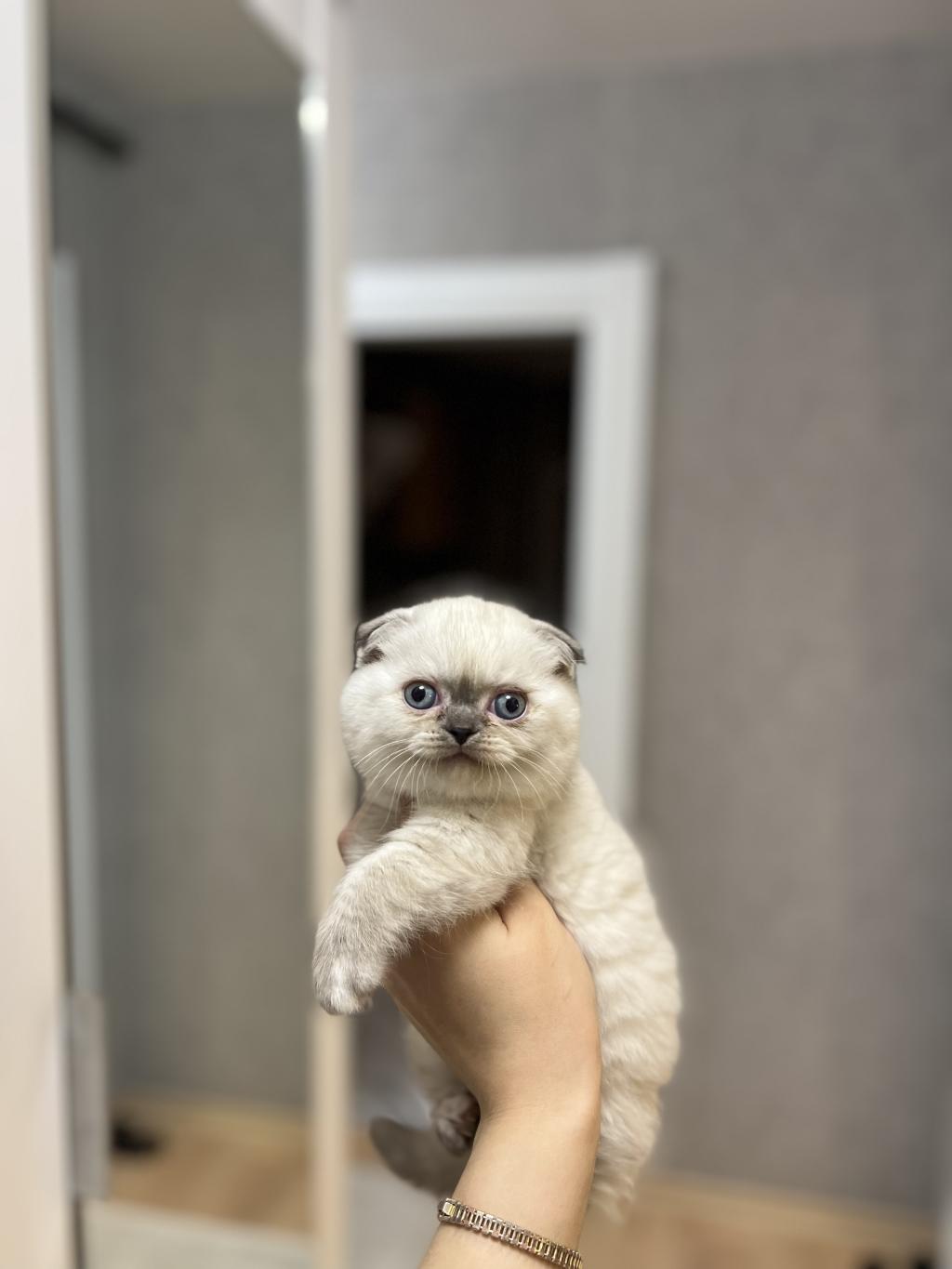Scottish Fold Blue Point Yavrularım | Petcim.com - 1014740