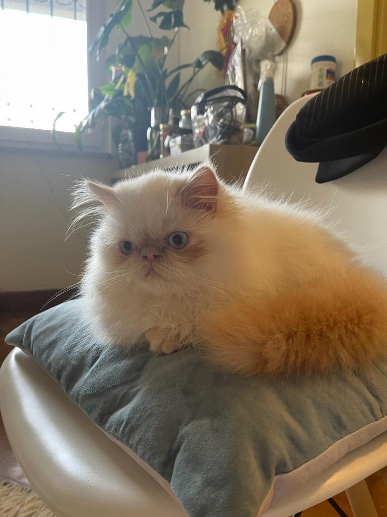 Saf Kanlı Red Point Himalayan Kedisi | Petcim.com - 849712