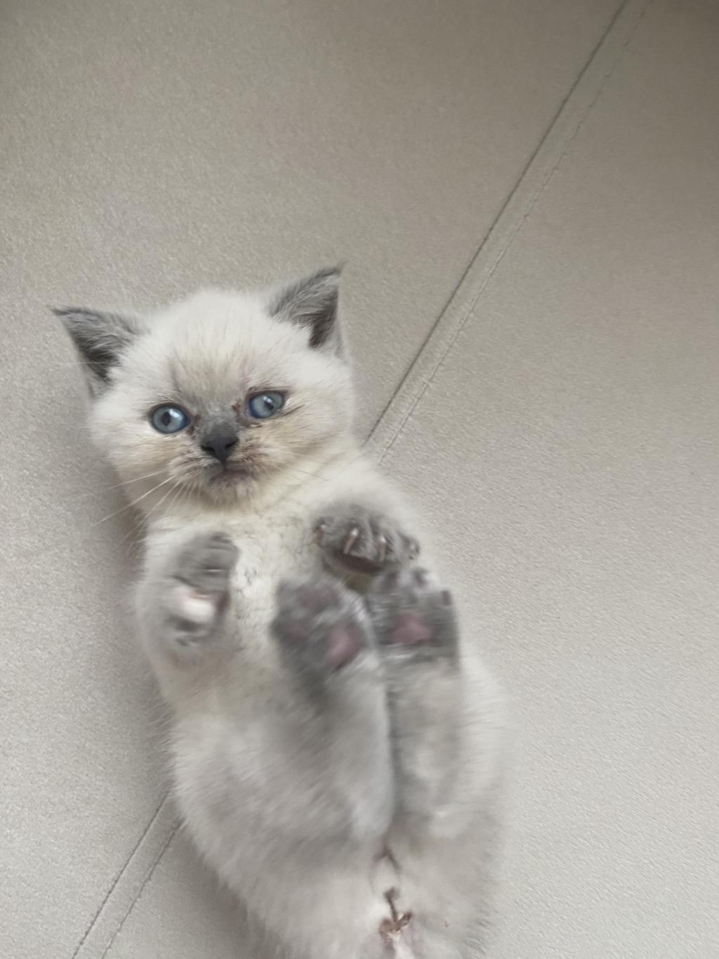 48 Günlük British Blue Point | Petcim.com - 1014587