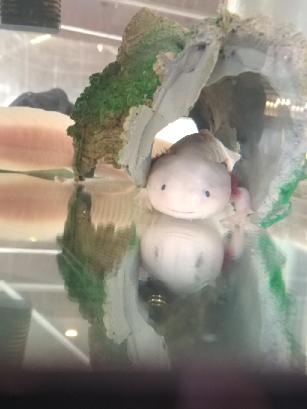 Axolotl Meksika Semenderi | Petcim.com - 758432