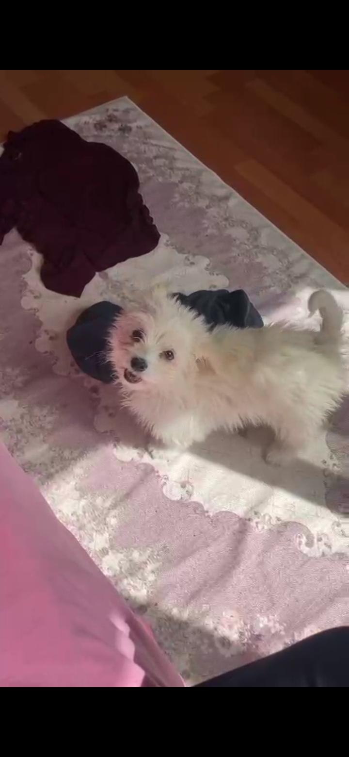 Maltese Terrier 3 Aylık | Petcim.com - 1213486