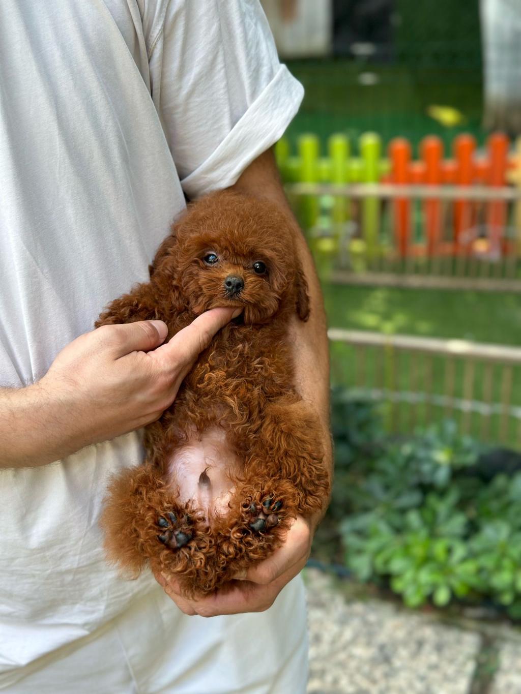 Micro Boy Kore Kan Ve Toy Boy Poodle Yavrularımız | Petcim.com - 1049346