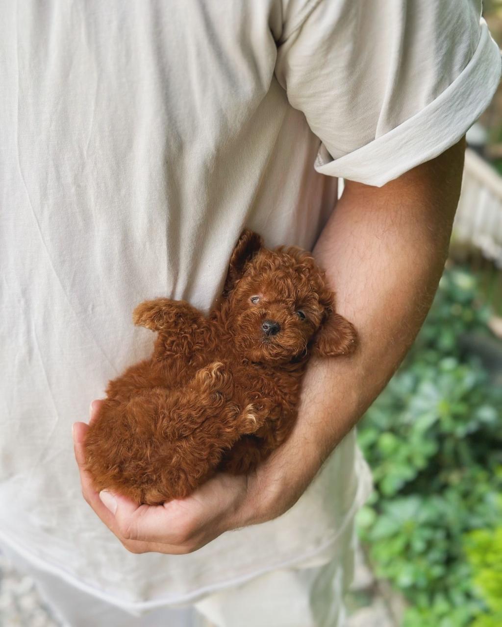 Micro Boy Kore Kan Ve Toy Boy Poodle Yavrularımız | Petcim.com - 1049346