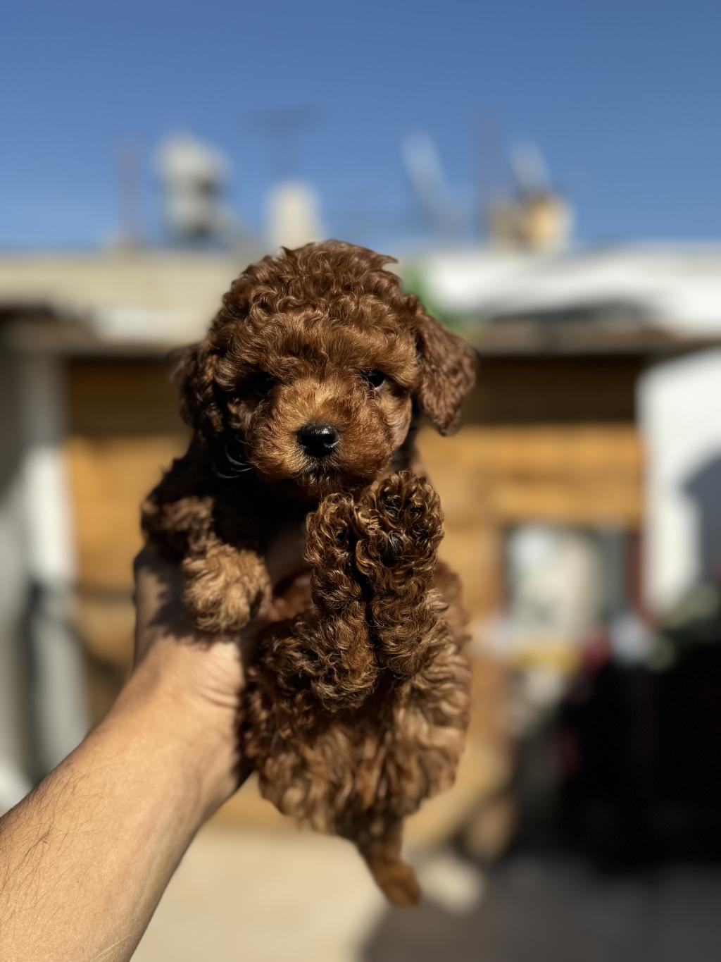 Muhteşem Anatomi Kore Kan Toy Poodle Yavrular | Petcim.com - 1055490