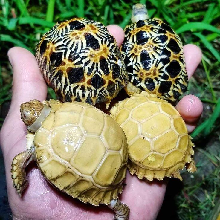 Çocuklarınızın Neşe Kaynağı Su Kaplumbağalarımız | Petcim.com - 1319654