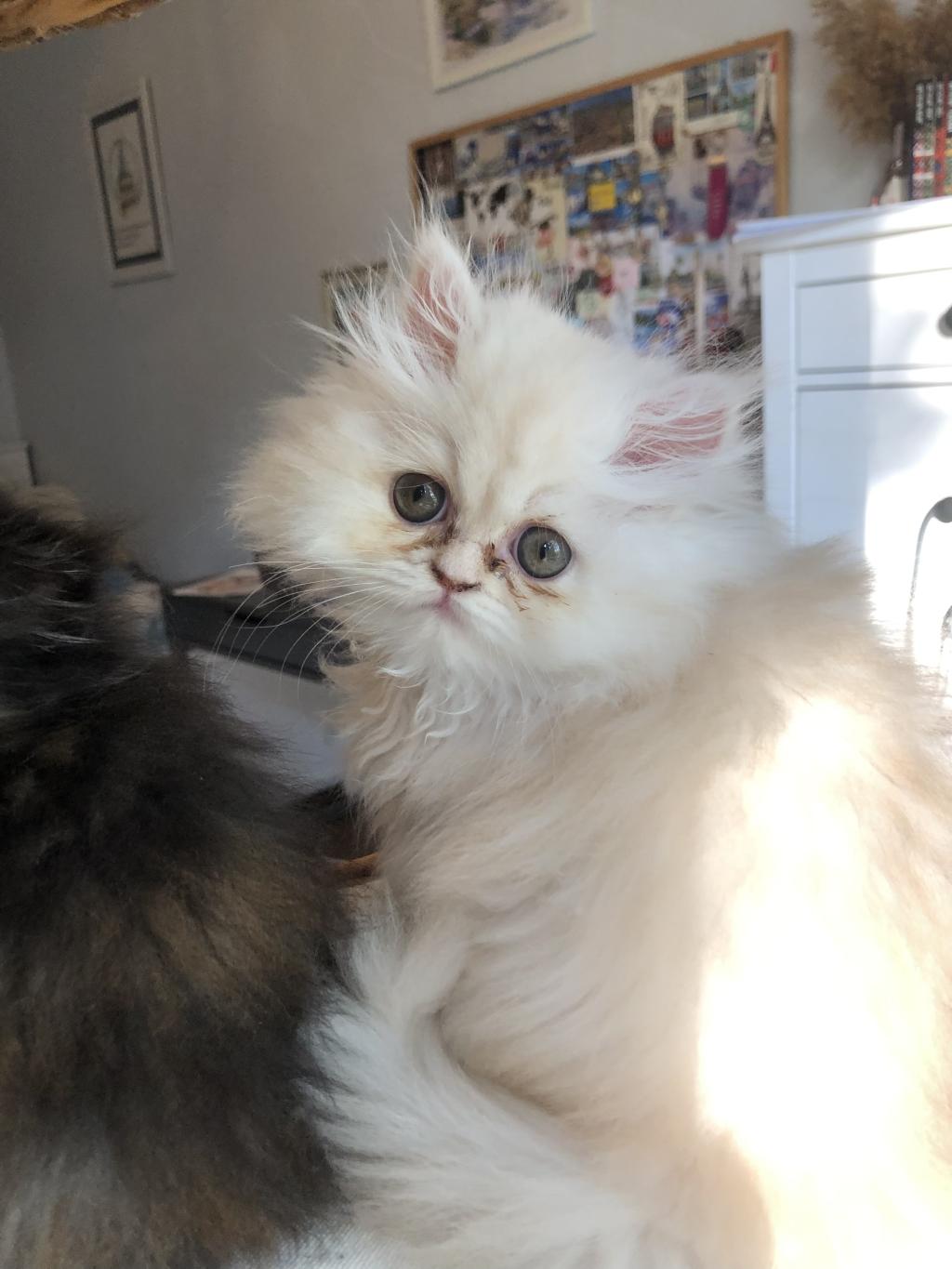 Yavru İran Kedisi (Persian) | Petcim.com - 768935