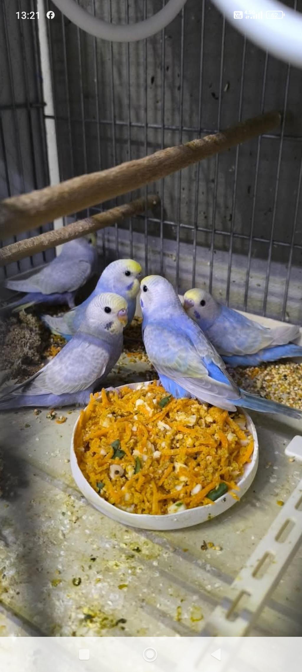 Rainbow Muhabbet Kuşu Yeni Yeme Düşmüş Yavrular | Petcim.com - 1310333