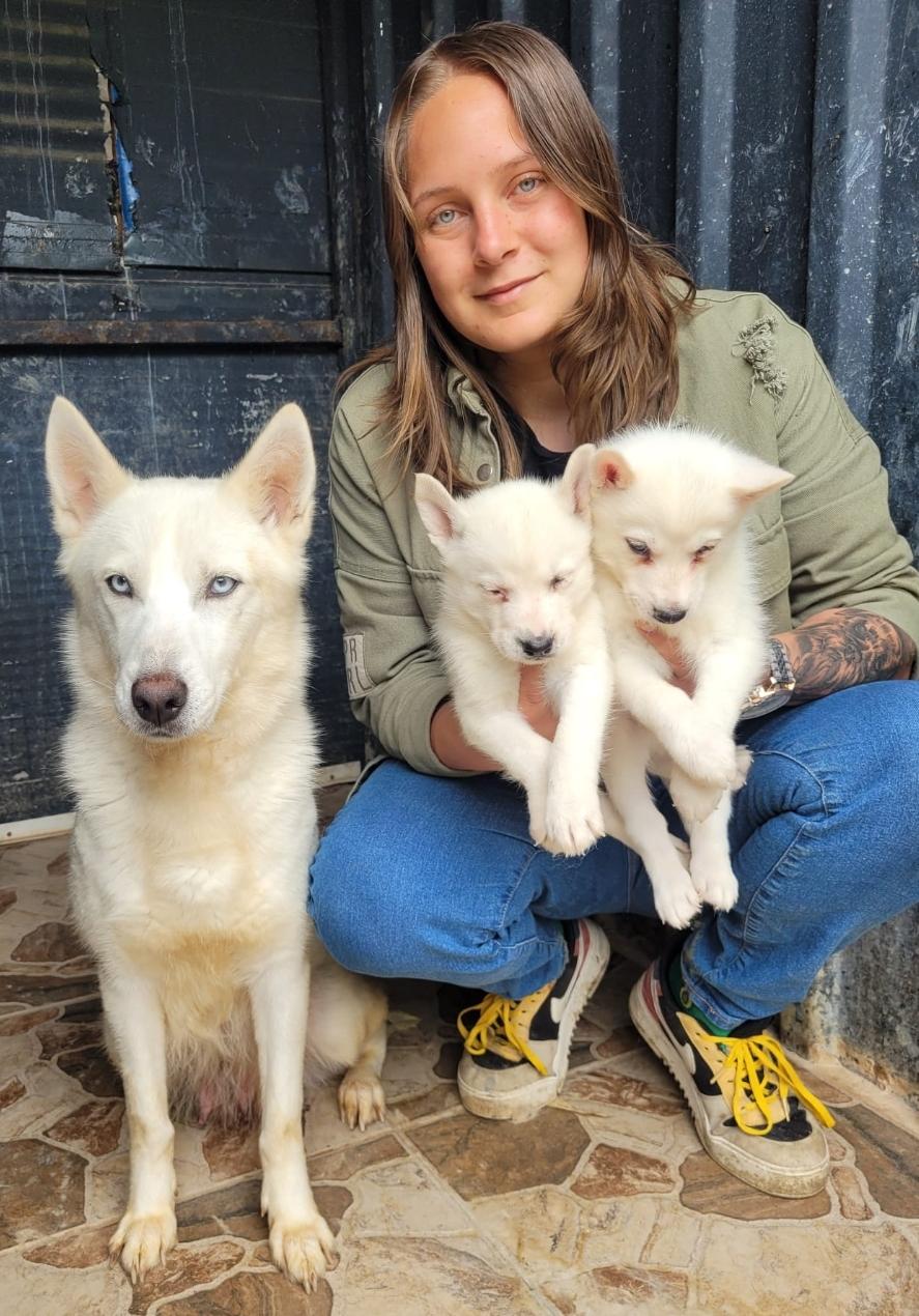 Kar Beyaz Sibirya Kurdu Husky Bebeklerim | Petcim.com - 763918