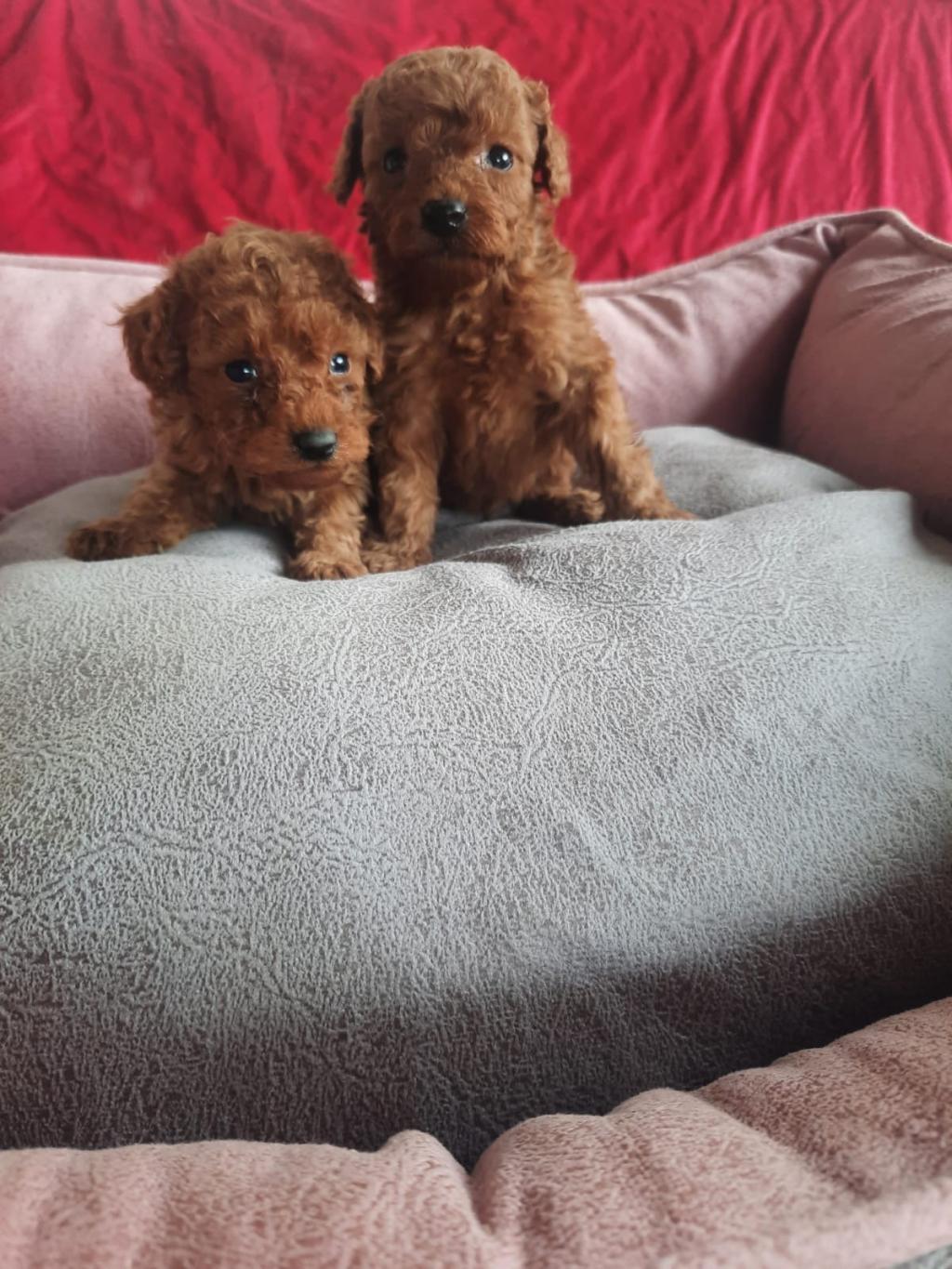 A Kalite Kore Kan Toy Poodle Yavrular | Petcim.com - 1161251