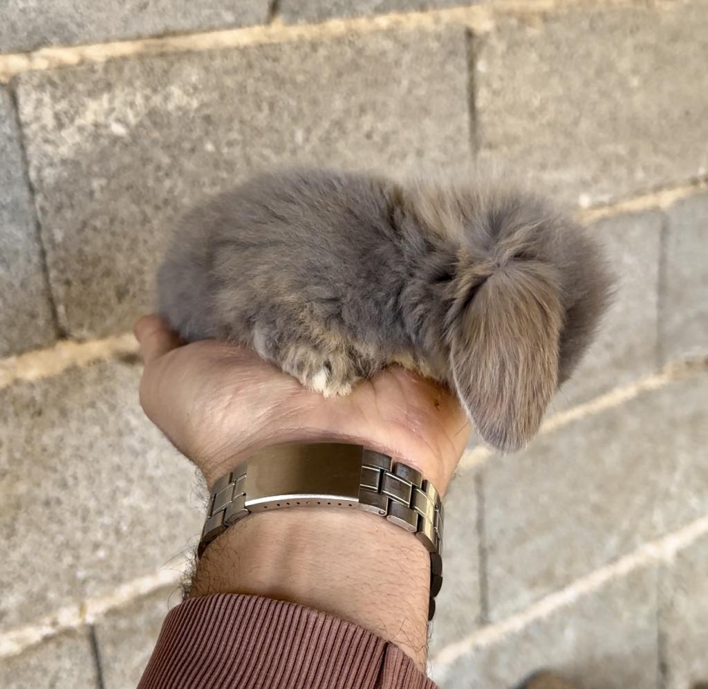 Hollanda Blue Teddy Lop Tavşanı | Petcim.com - 1125967