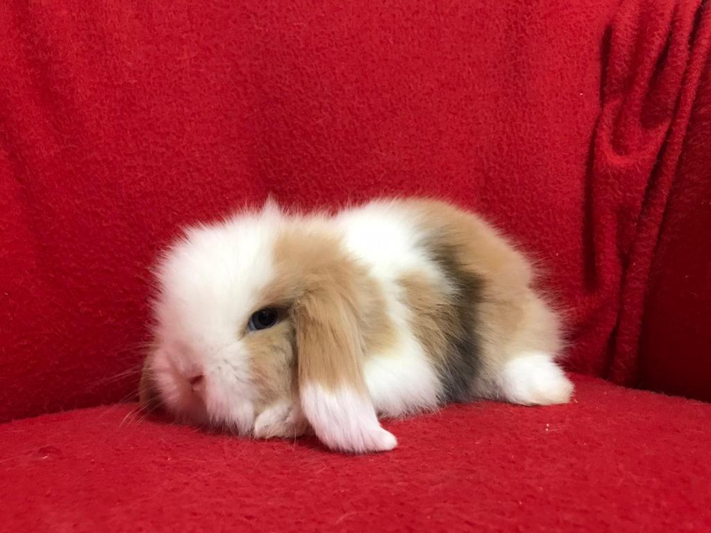 Üst Kalite Hollanda Teddy Lop Tavşanlar Gönderim Var | Petcim.com - 1148494