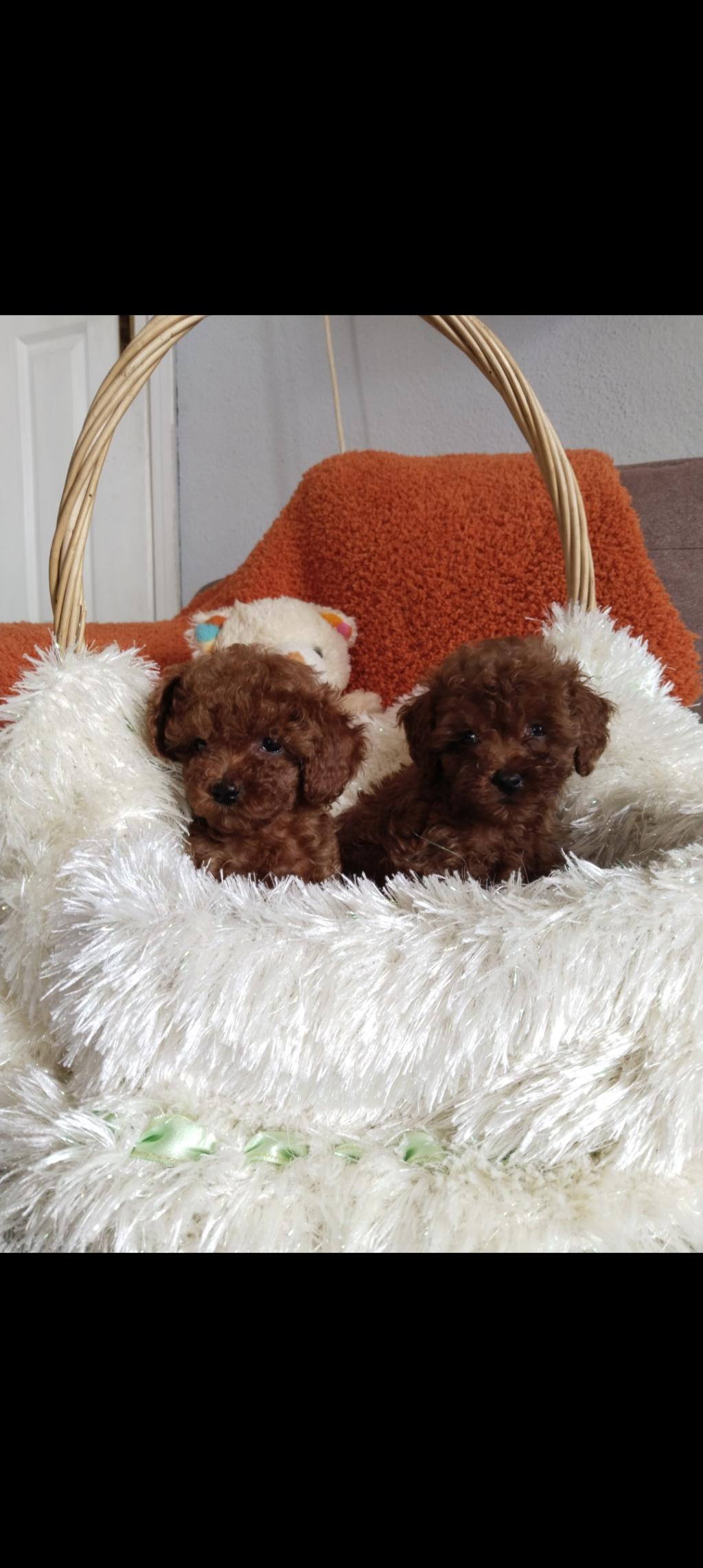 Teacup Boy Kore Poodle Yavrularımız | Petcim.com - 1177904