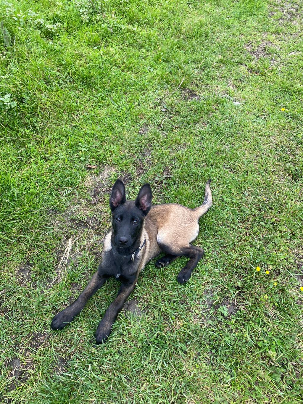 Belçika Kurdu Erkek | Petcim.com - 1235678