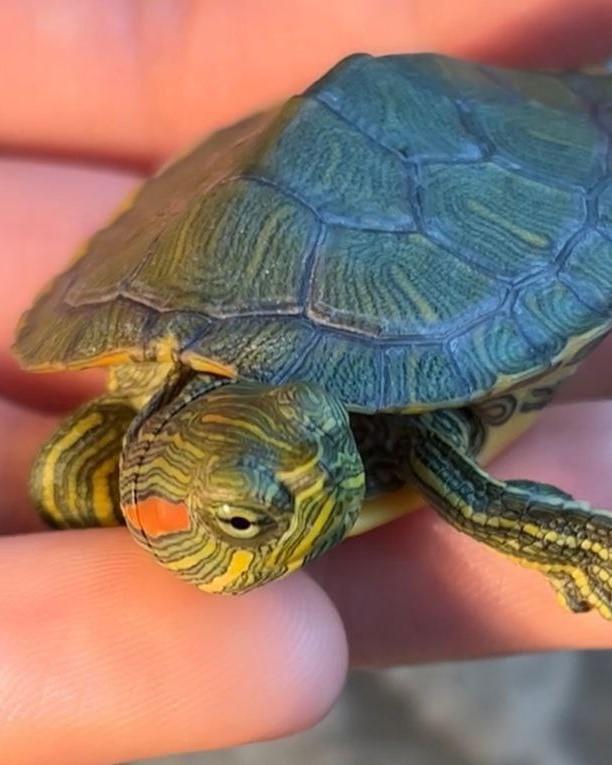 Su Kaplumbağası Yavru Yerinde Ve Gönderim Var | Petcim.com - 1317942