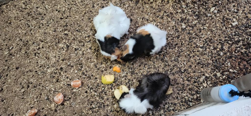 Damızlık 2 Dişi 1 Erkek Kobay Dişiler Gebe | Petcim.com - 1116005