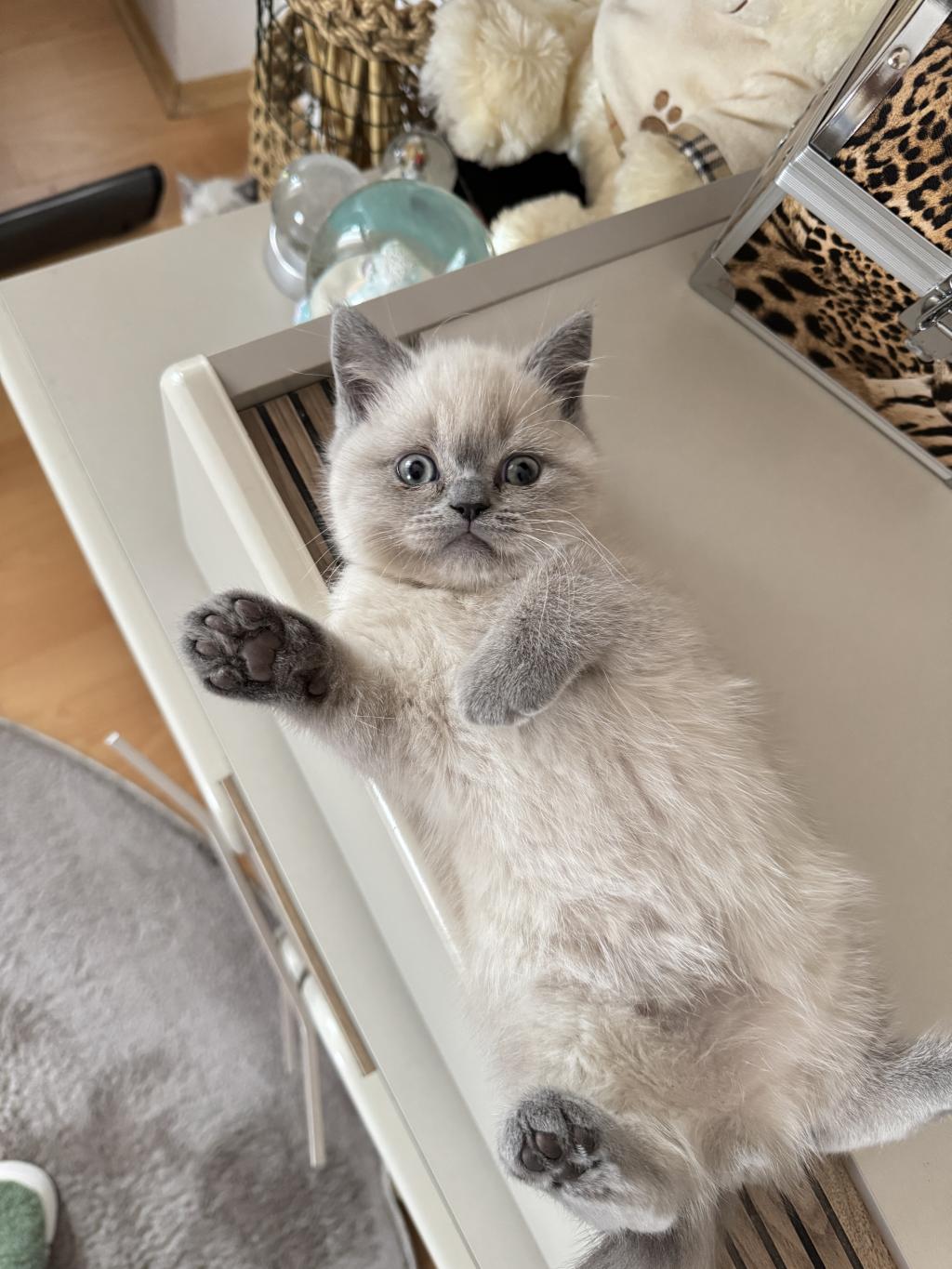 Safkan British Shorthair Blue Point | Petcim.com - 1180516