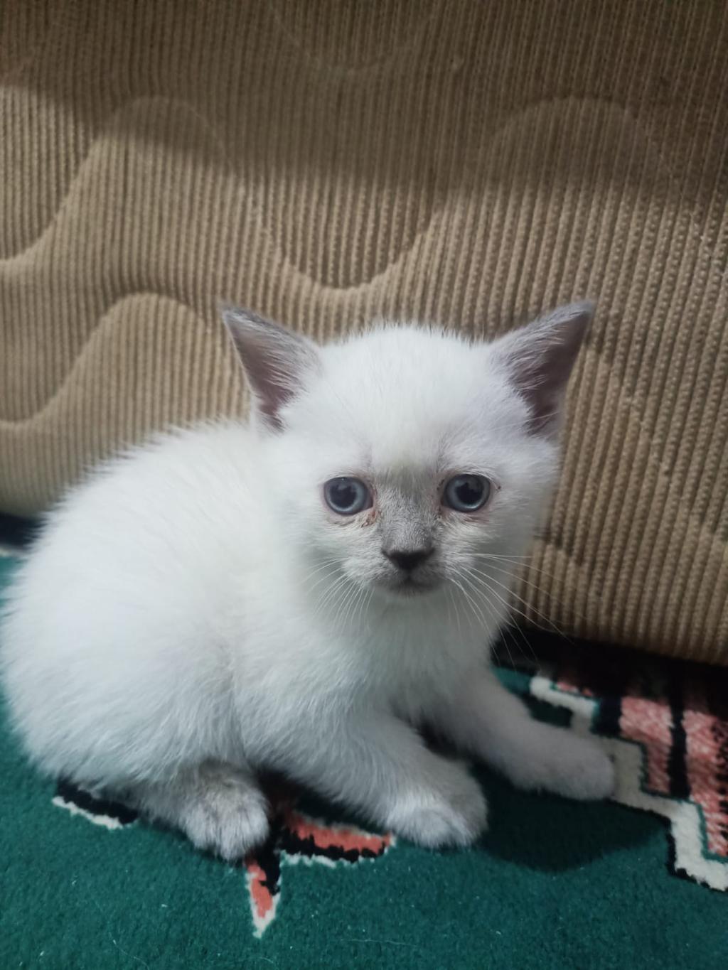 Blue Point Dişi British Shorthair | Petcim.com - 773489