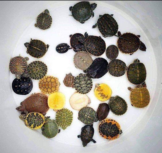 Eviniz İçin En İdeal Evcil Hayvan Su Kaplumbağası | Petcim.com - 1318183