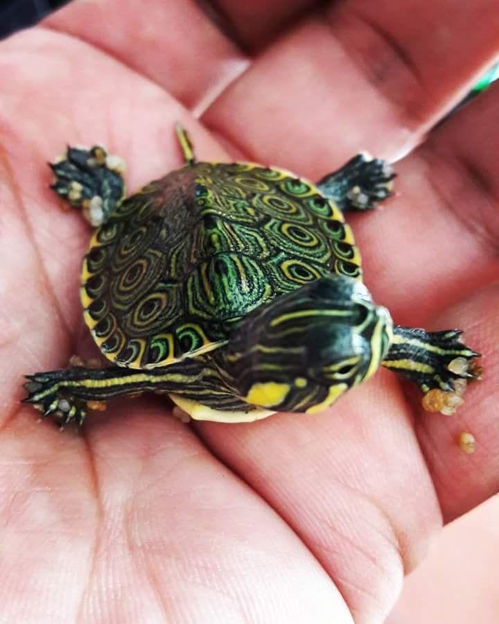 Aynı Gün Adrese Teslim Su Kaplumbağası Setleri | Petcim.com - 1318964