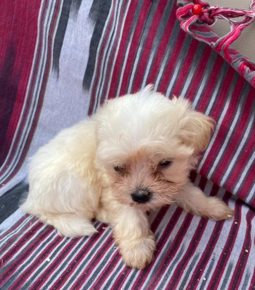 (Sdk) Çiftlikten Numara Maltese Terrier Köpekler | Petcim.com - 963419