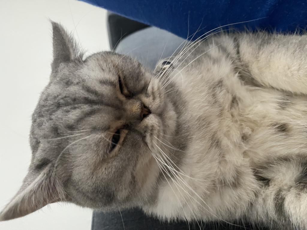 British Shorthair Kedim | Petcim.com - 1098505