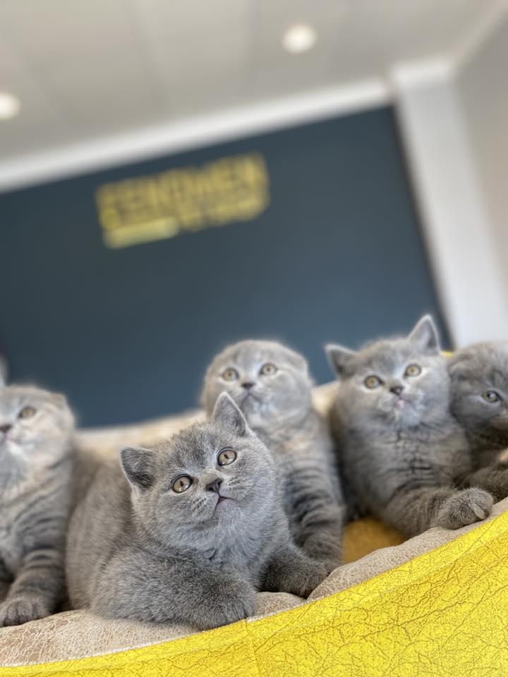 Orjinal Irk Yavru Kediler Magazamızda Canlı Görün | Petcim.com - 1247404