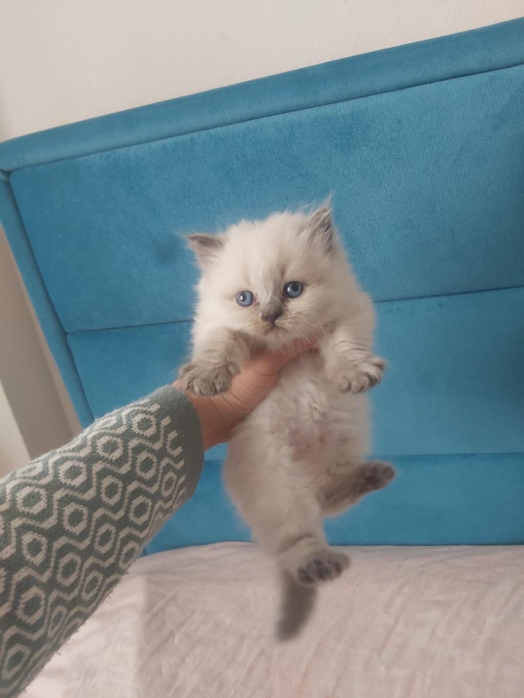 British Blue Point British Shorthair Bebeklerimiz | Petcim.com - 739101