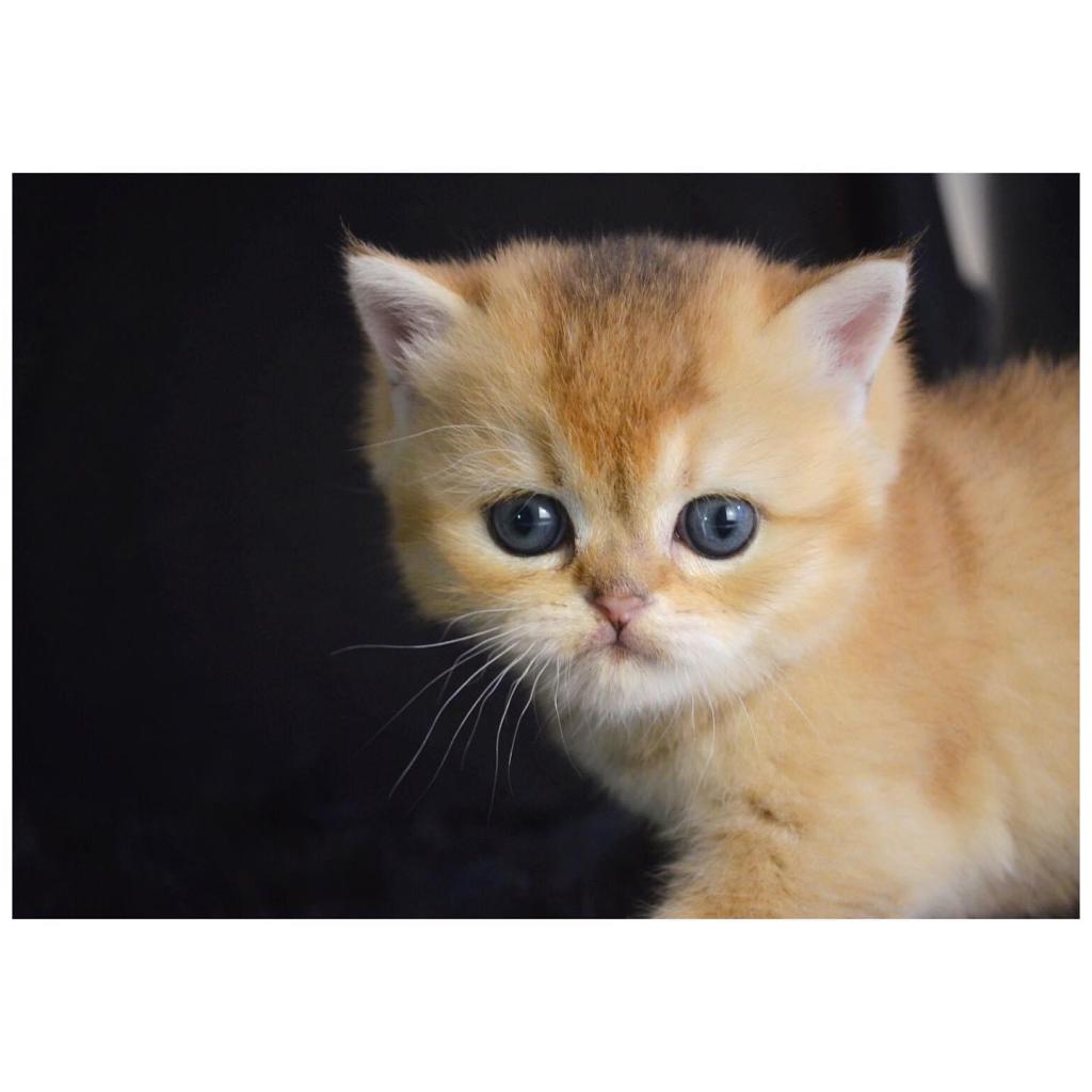 Ny12 Golden British Shorthair Yavrular | Petcim.com - 1125423