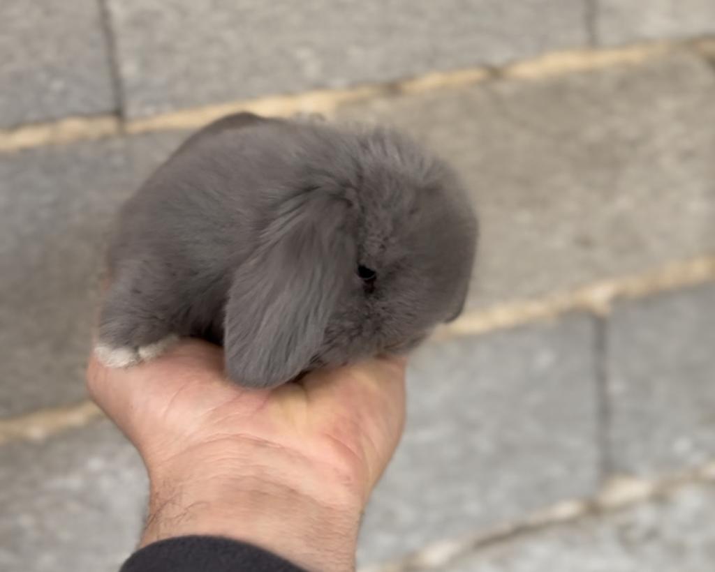 Hollanda Teddy Blue Lop Tavşan | Petcim.com - 744156