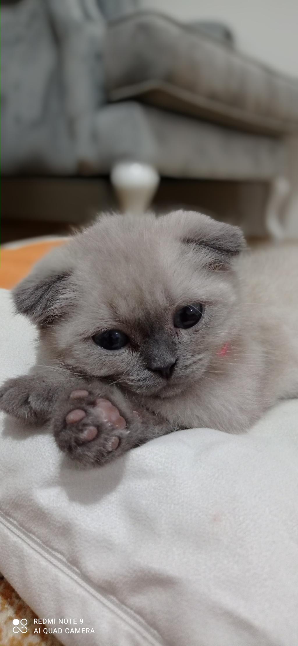 Scottish Fold Blue Point | Petcim.com - 900446