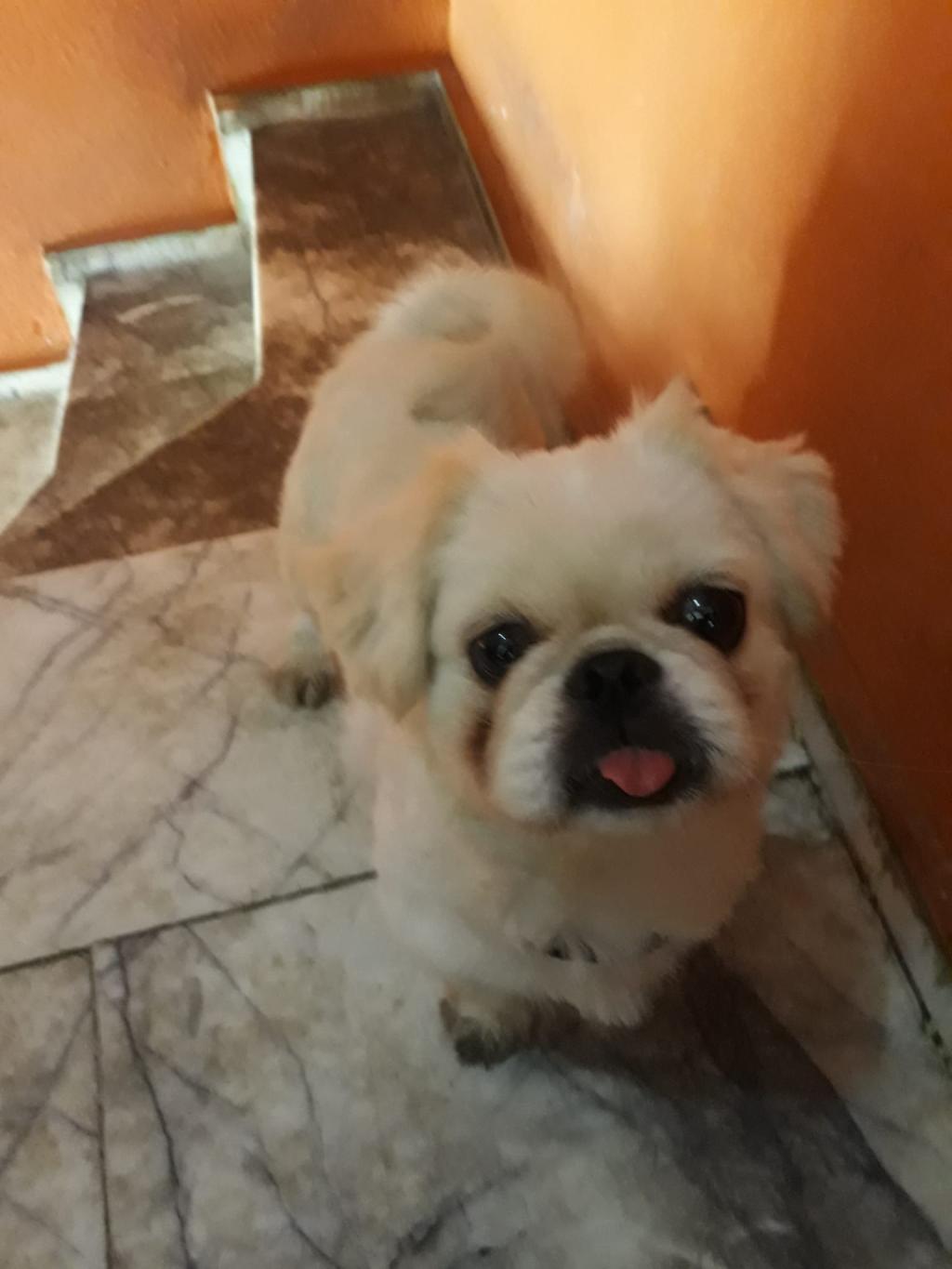 Beyaz Yaşını Almamış Kızımız Pasportu Mevcut Pekinez | Petcim.com - 875827