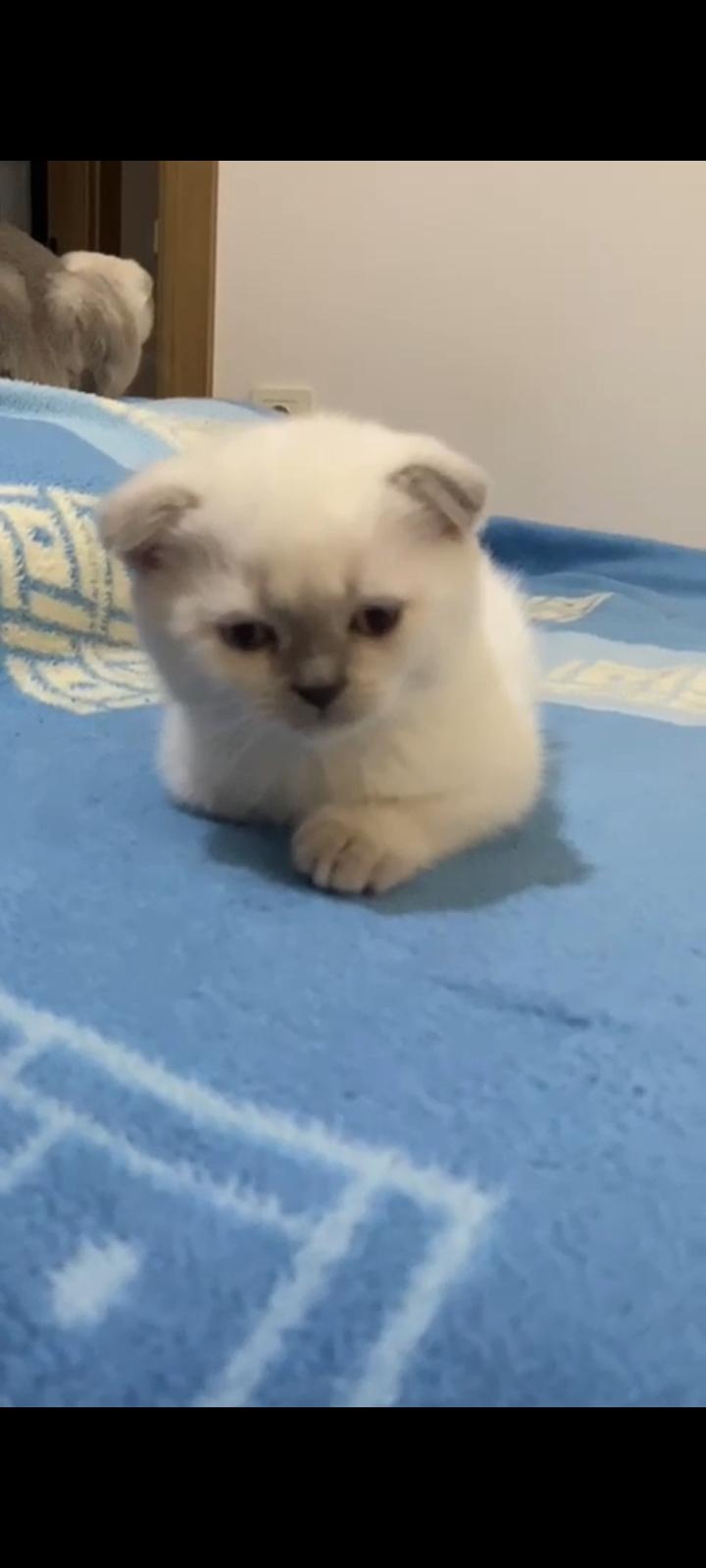 Scottish Fold Blue Point Dişi | Petcim.com - 1102642