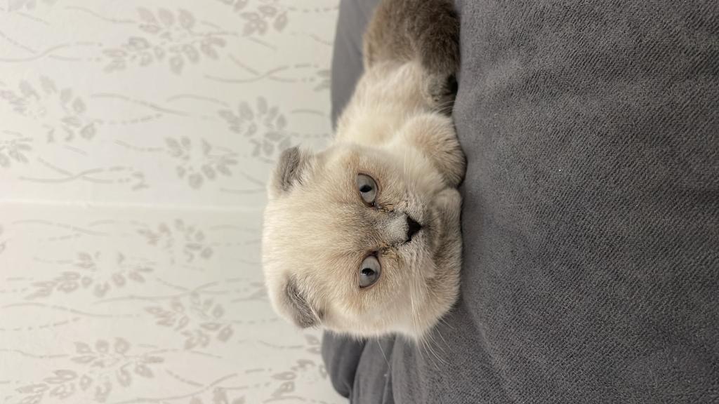 Russian Blue 4 Aylıktır | Petcim.com - 1075765