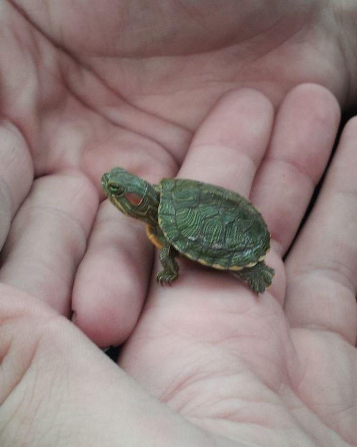 Su Kaplumbağası Yavru Yerinde Ve Gönderim Var | Petcim.com - 1317942