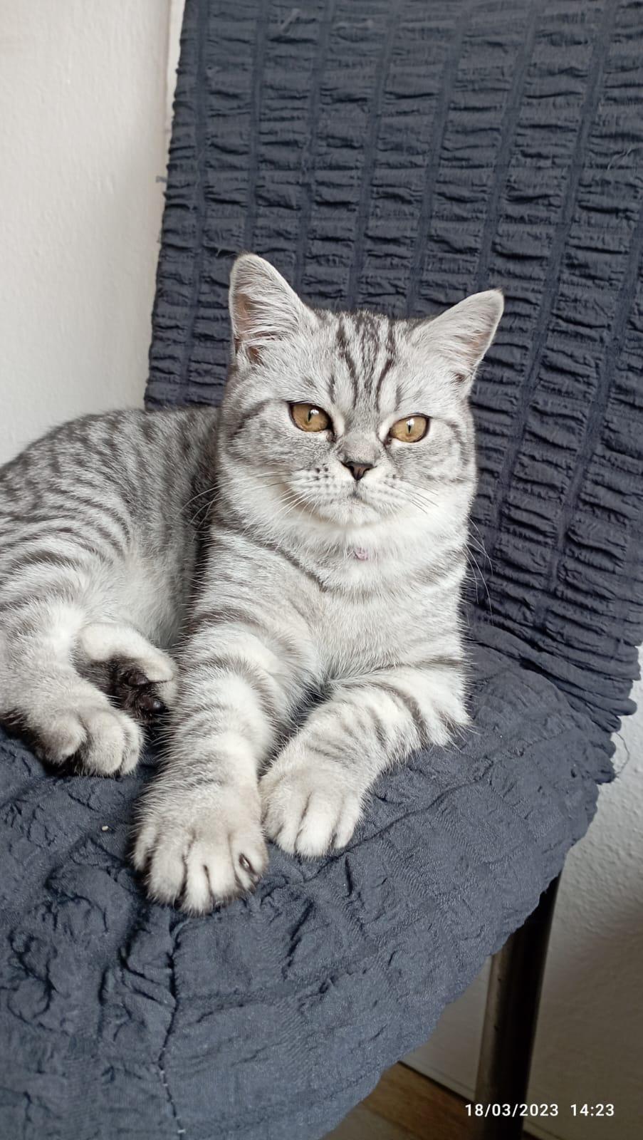 British Shorthair Silver Tabby | Petcim.com - 756409