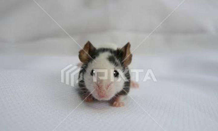 Panda Mice | Petcim.com - 1023991