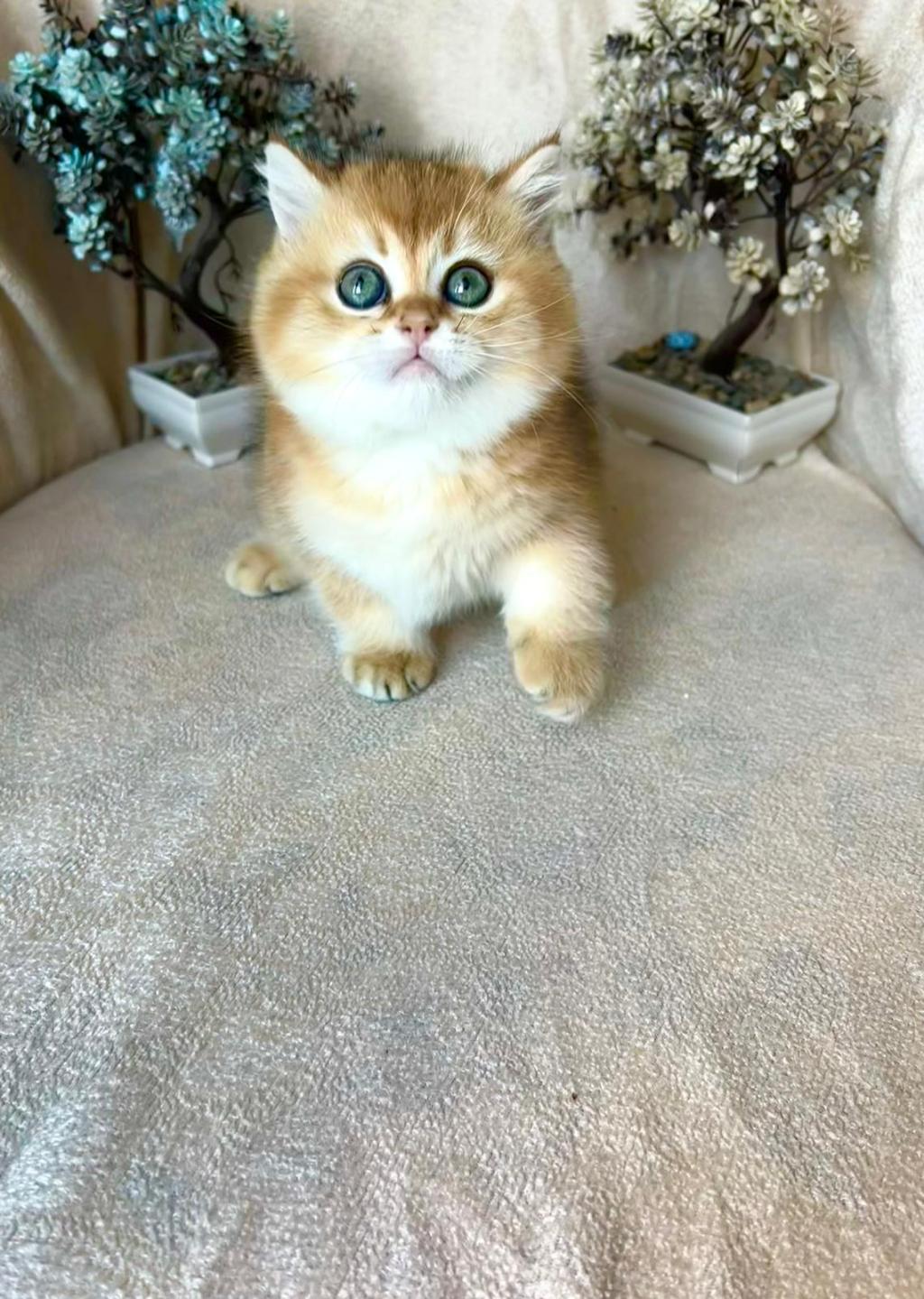 British Shorthair Golden Ny11 Kardeş | Petcim.com - 1151555