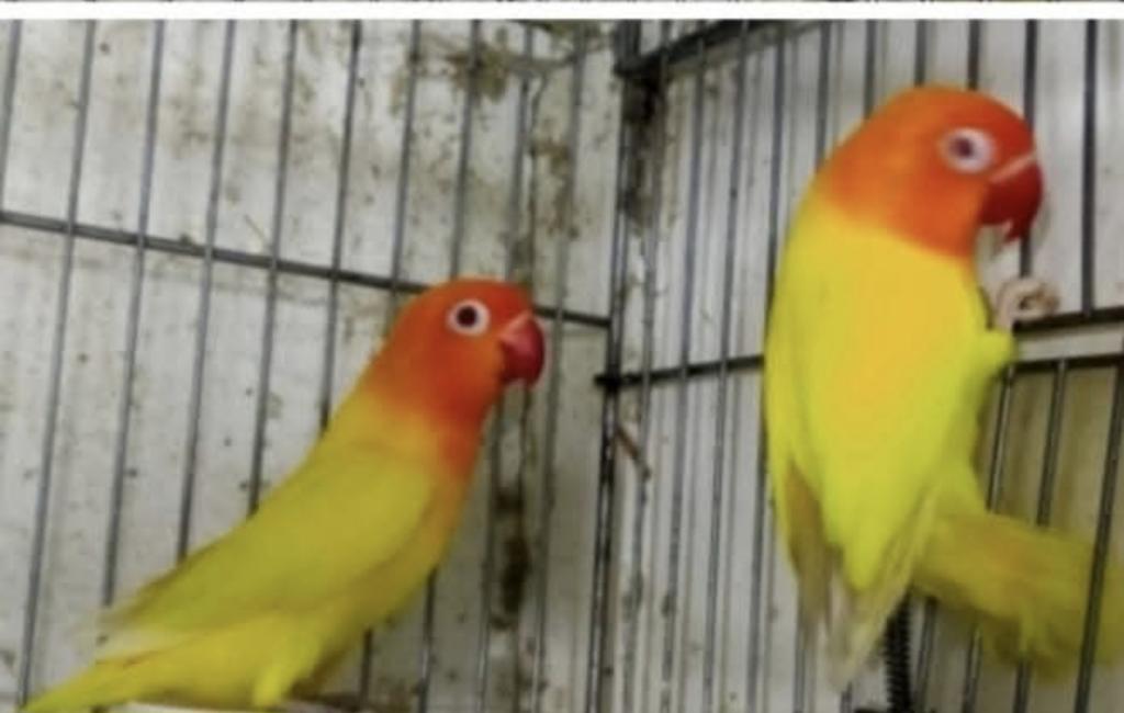 İki Cift Cennet Papagani Yumurtlamaya Yakin | Petcim.com - 1294277