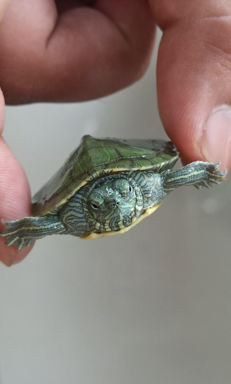 Su Kaplumbağası Yavru Yerinde Ve Gönderim Vardır | Petcim.com - 1317945