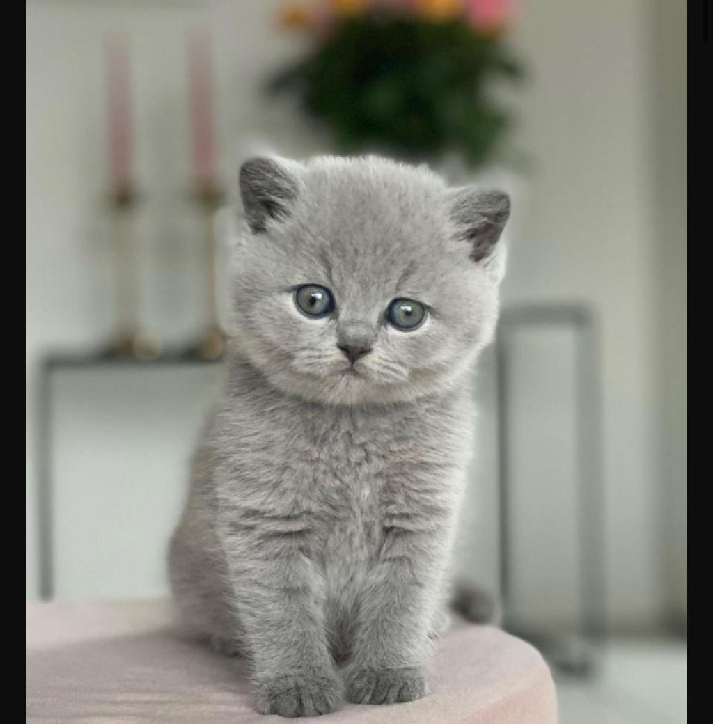 British Shorthair Kedim | Petcim.com - 1180341