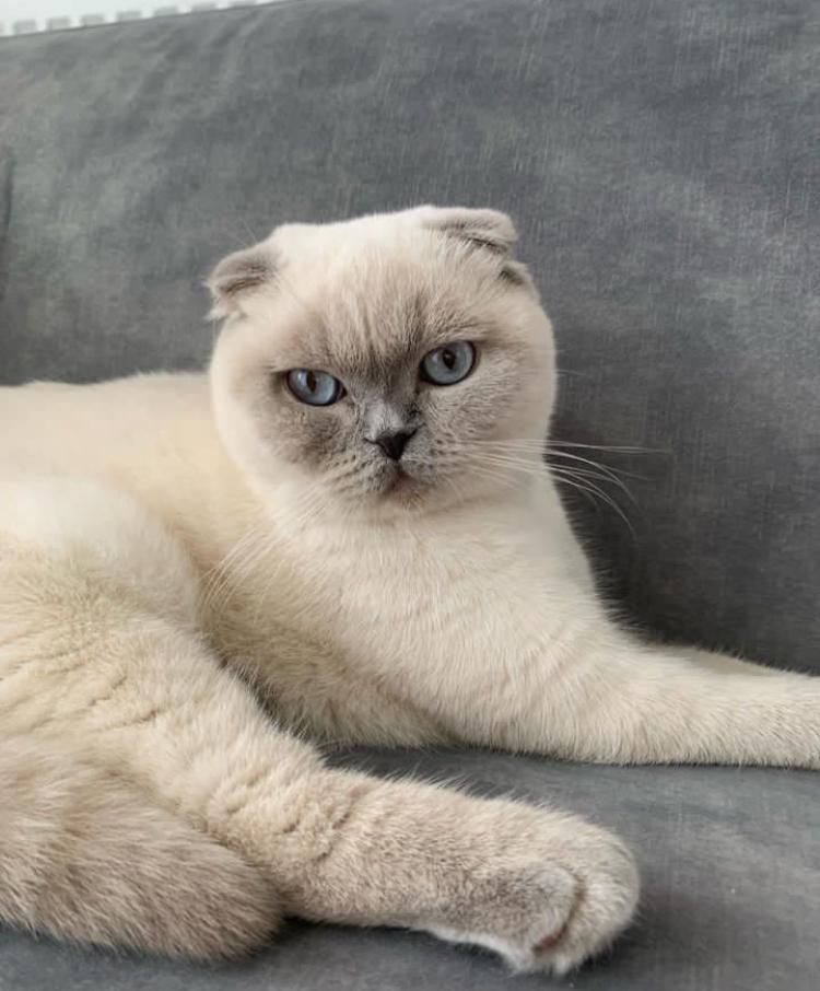 11 Aylık Dişi Scottish Fold Blue Point | Petcim.com - 857752