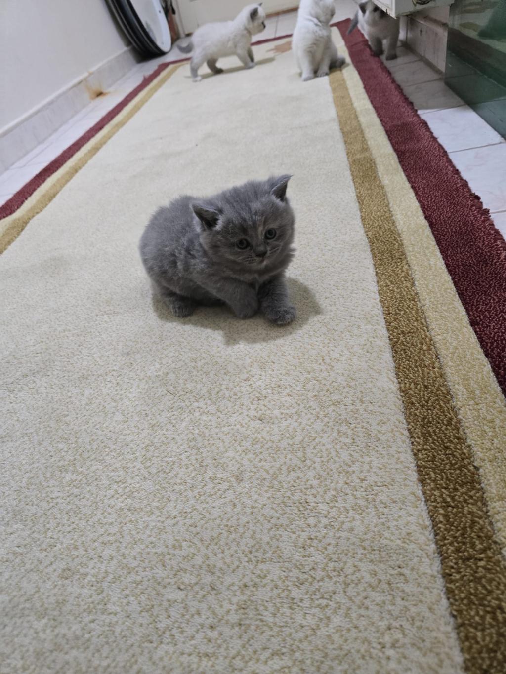 British Blue Point Ve British Gri Yavrularım | Petcim.com - 1137716