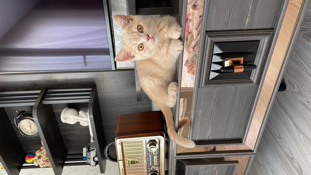 Russian Blue 4 Aylıktır | Petcim.com - 1075765