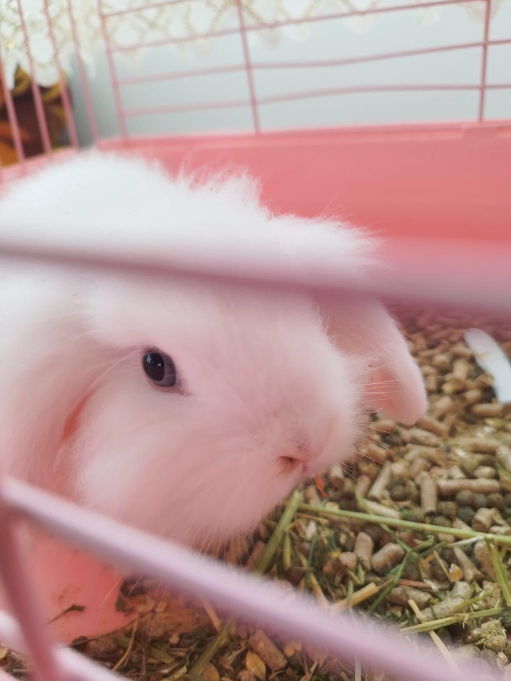 Acil Beyaz Tavşan Sahiplendirme Ücretsiz | Petcim.com - 730424