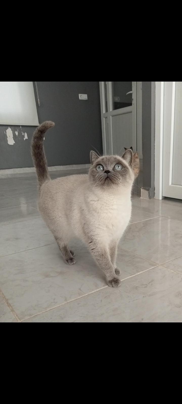 British Shorthair Blue Point | Petcim.com - 932159