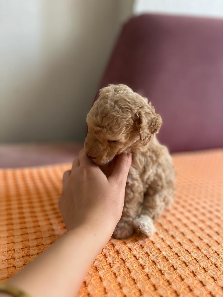 Apricot Toy Poodle | Petcim.com - 844014