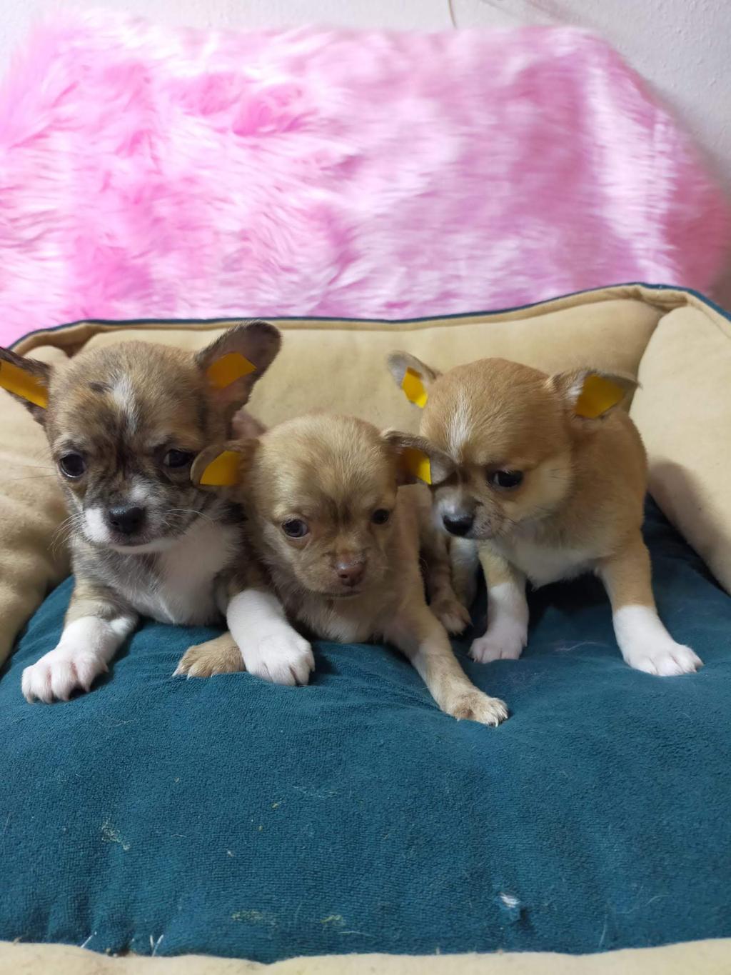 Chihuahua Şivava Yavrularımız Hazır | Petcim.com - 1117840