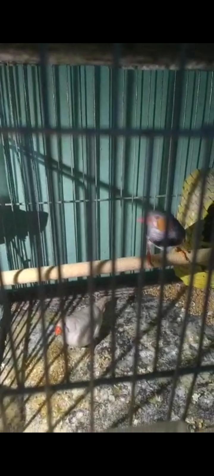 Son İki Çift Hazır Hint Bülbülleri | Petcim.com - 732255