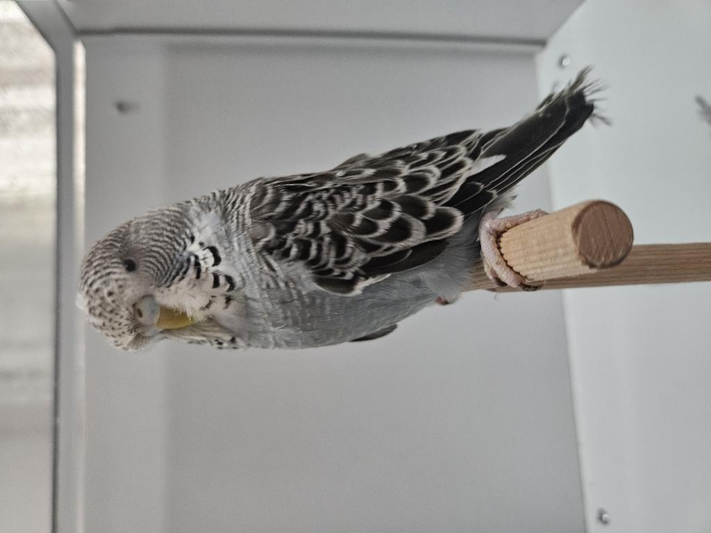 Jumbo Muhabbet Kuşu Yavrular | Petcim.com - 1220925